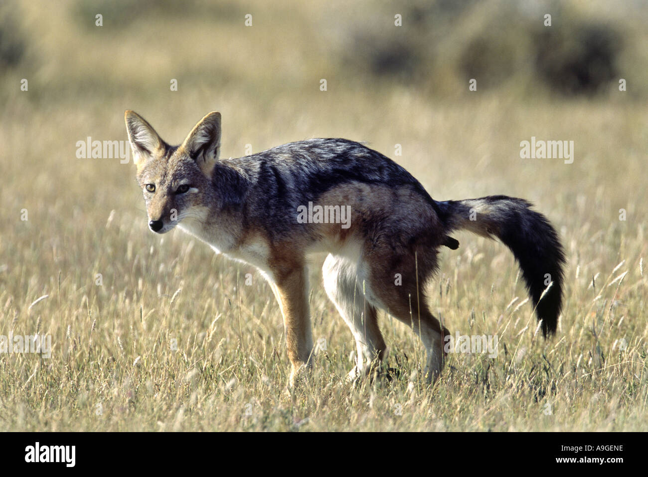 Ovamboland hi-res stock photography and images - Alamy