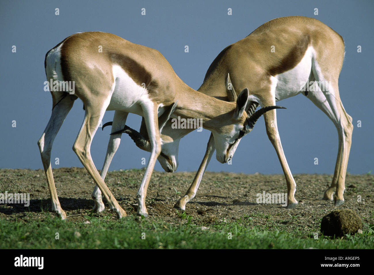springbuck, springbok (Antidorcas marsupialis), subadult, male ...