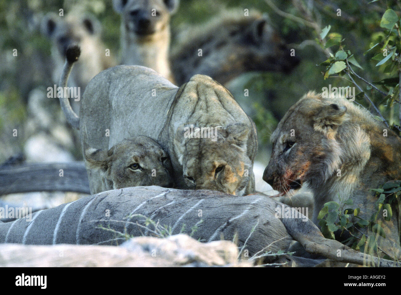 lion (Panthera leo), three lions, feeding at kudu, hyaenas waiting in ...