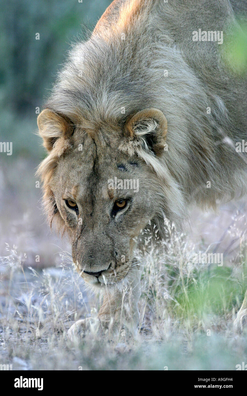 Ovamboland namibia hi-res stock photography and images - Alamy