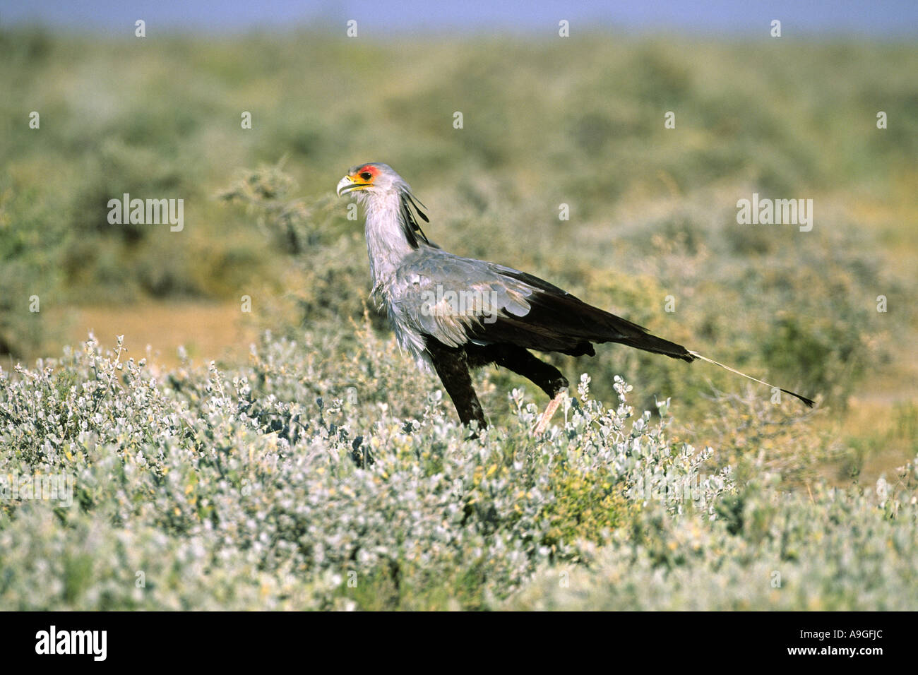 secretary bird (Sagittarius serpentarius), walking in the savanna ...