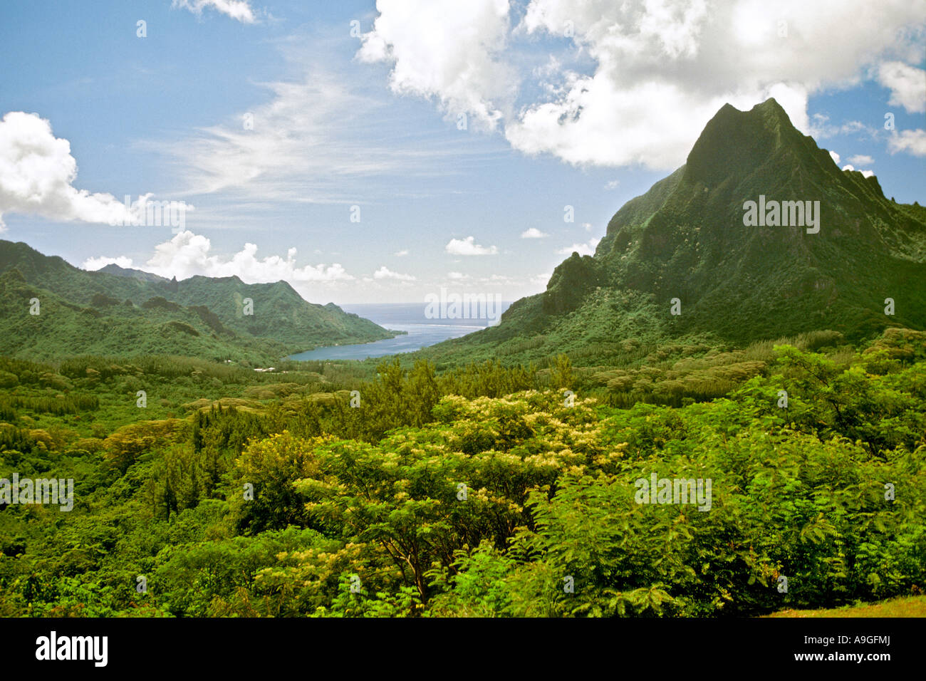 View of Opunohu Bay and Mount Rotui on the island of Moorea near Tahiti ...