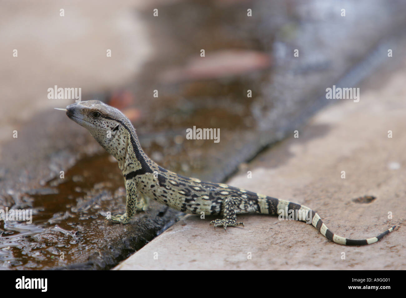 Varanus exanthematicus hi-res stock photography and images - Alamy