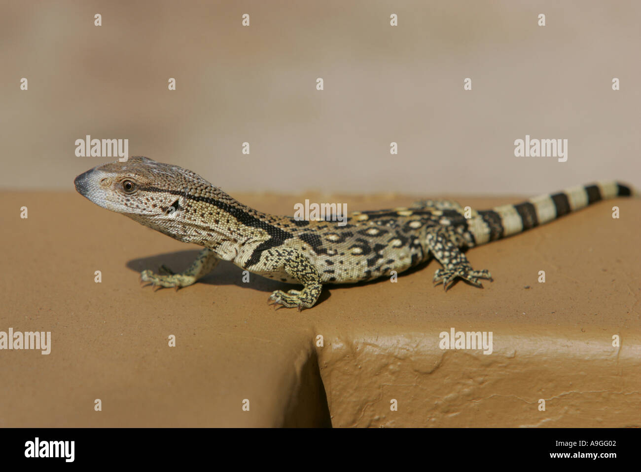 Cape monitor, rock monitor, Bosc's monitor, African savannah monitor ...