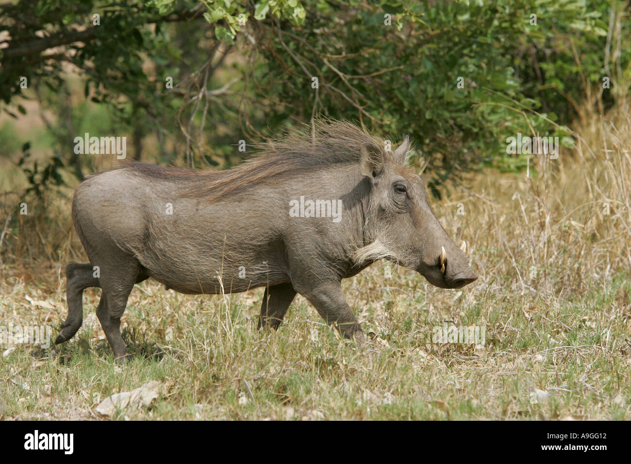 Cape warthog, Somali warthog, desert warthog (Phacochoerus aethiopicus ...