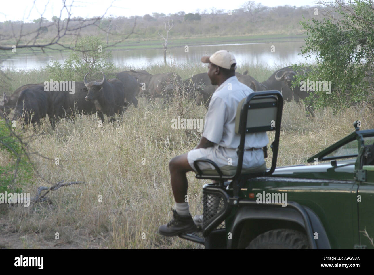 gamedrive, tracker sitting on jeep, with herd of buffalos in background ...