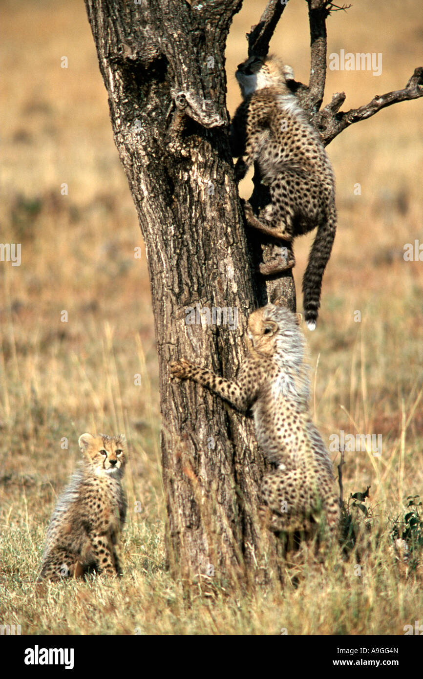 Three cheetah cubs (Acinonyx Jubatus) playing in a tree in the Masai ...