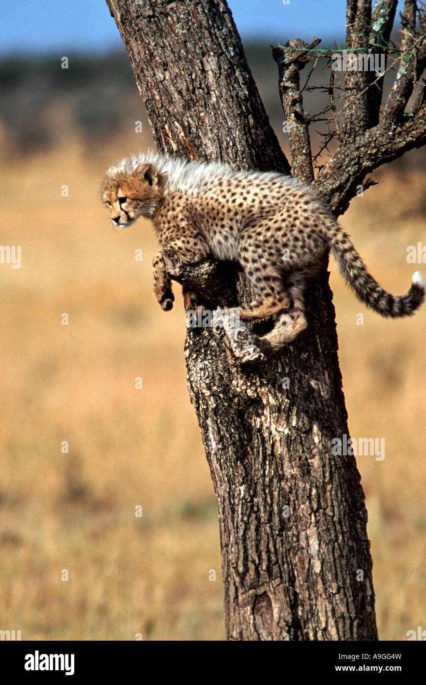 Cheetah Cub Climb High Resolution Stock Photography and Images - Alamy