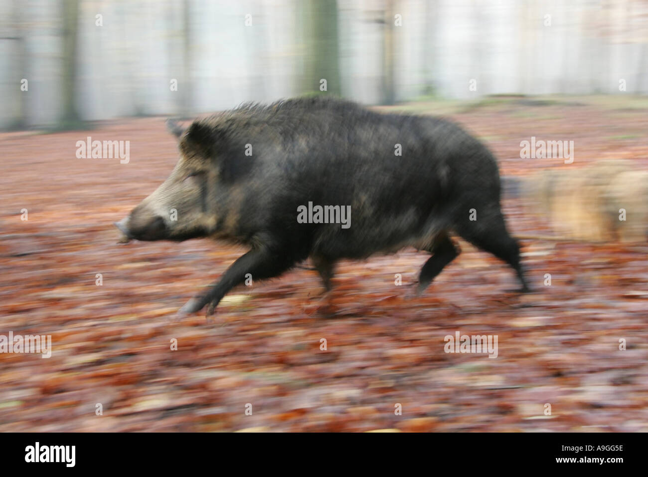 wild boar, pig, wild boar (Sus scrofa), running, Germany Stock Photo ...