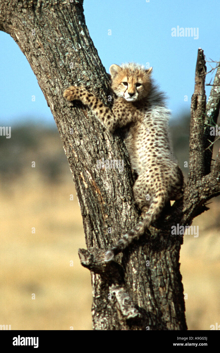 A cheetah cub (Acinonyx Jubatus) playing in a tree in the Masai Mara ...