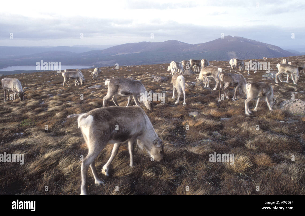 reindeer (Rangifer tarandus), herd of reindeer grazing on tundra ...