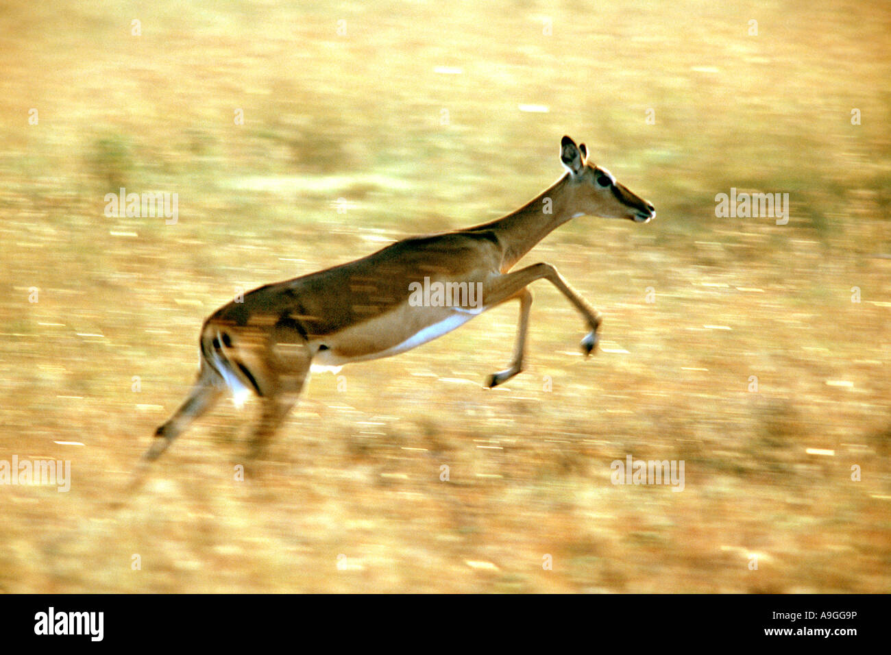 Pronk High Resolution Stock Photography and Images - Alamy
