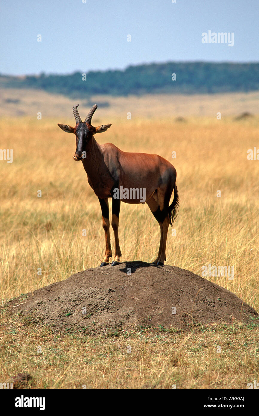 A Topi (also known as a Tsessebe) sheltering from the midday heat by ...