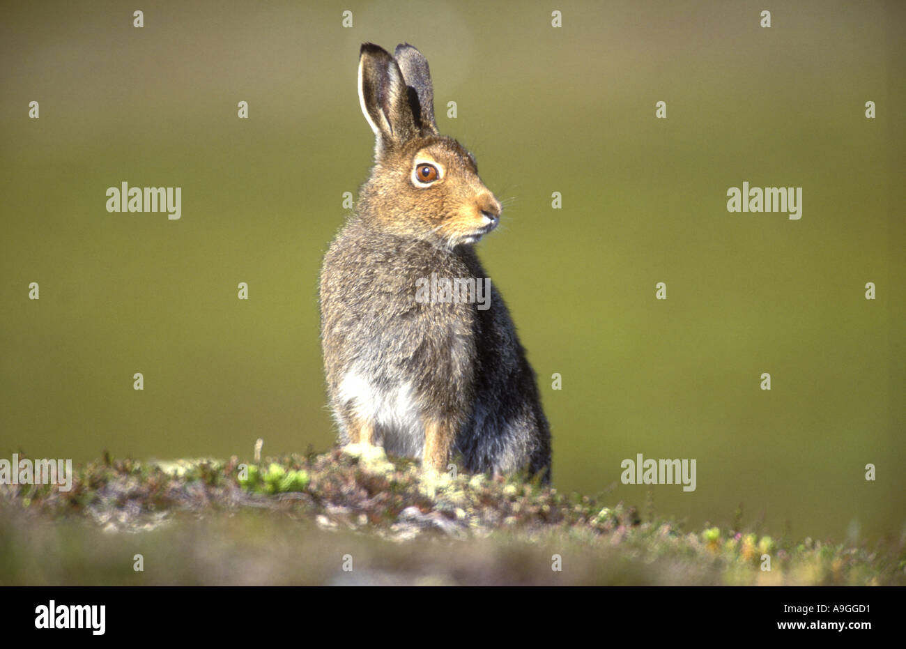 blue hare, mountain hare, white hare, Eurasian Arctic hare (Lepus ...