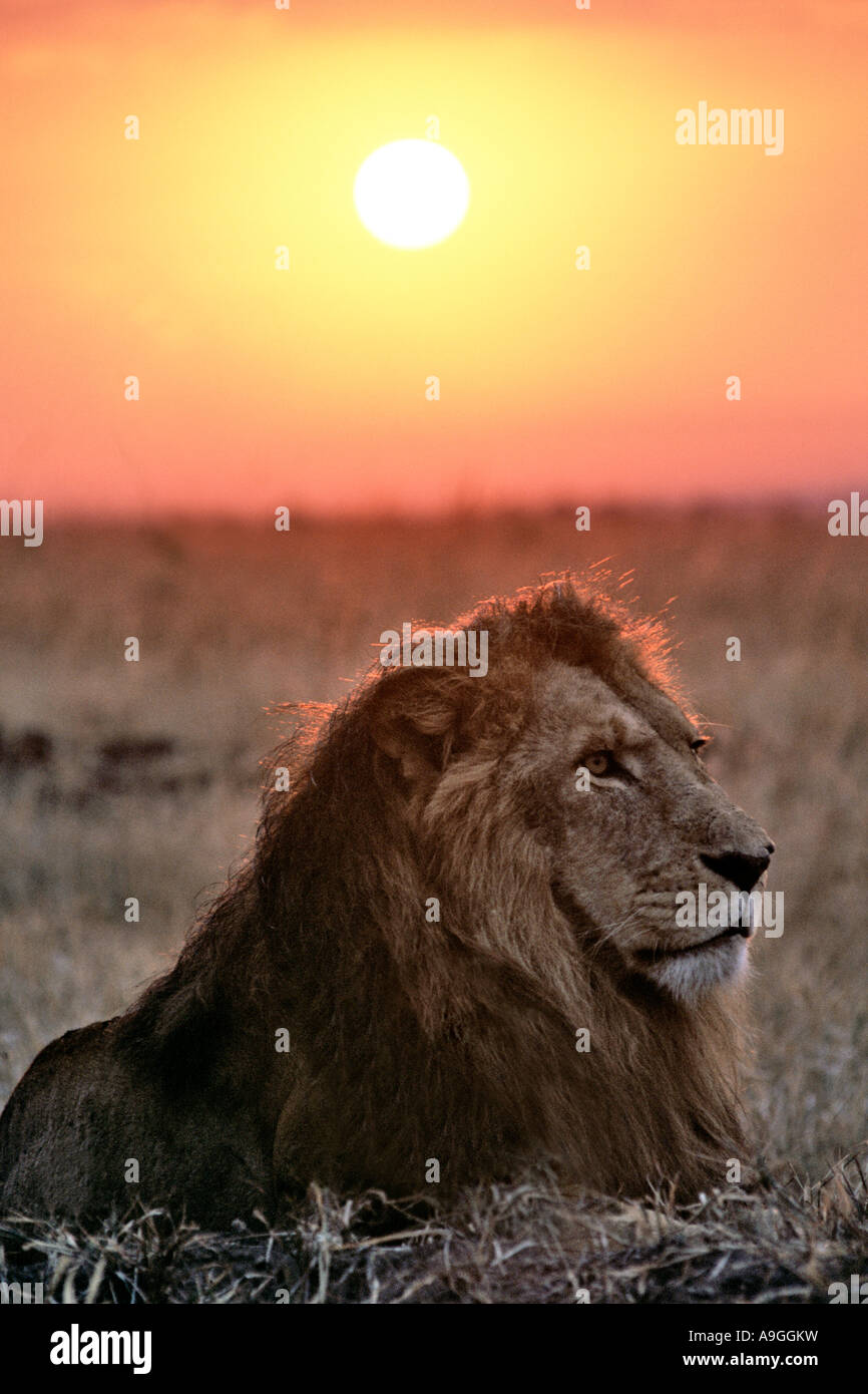 Proud Lion High Resolution Stock Photography and Images - Alamy