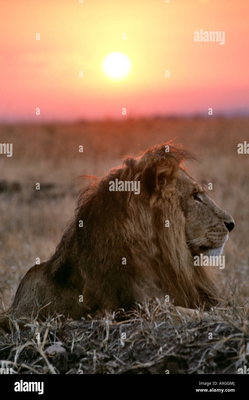 Rising lion hi-res stock photography and images - Alamy
