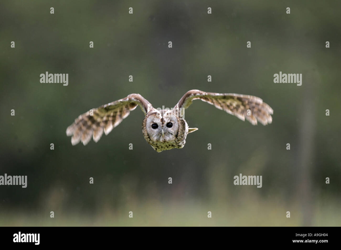 Eurasian tawny owl (Strix aluco), in flight in light rain, United ...