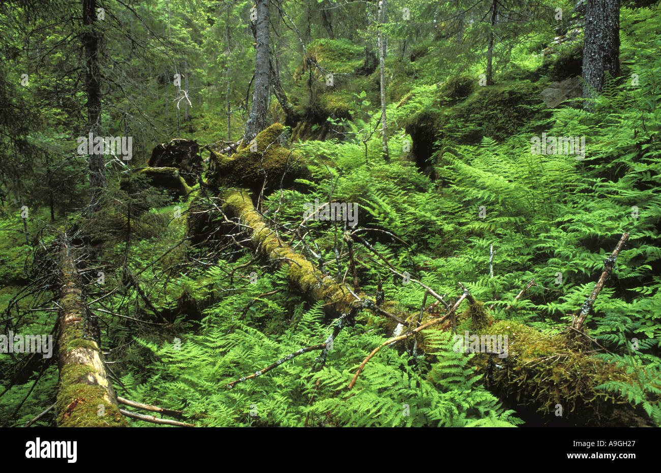 Pristine boreal rain forest in june hi-res stock photography and images ...