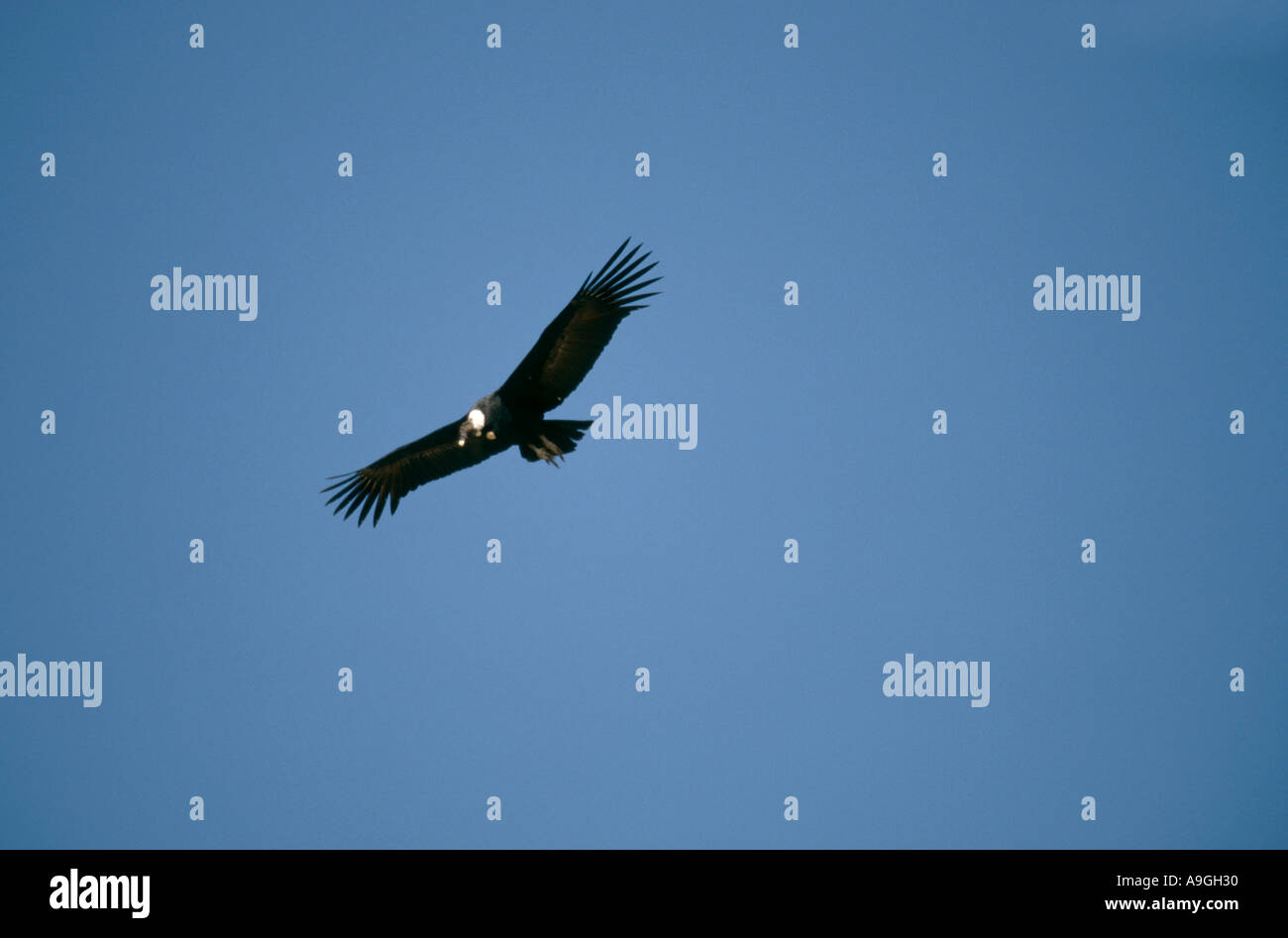 Andean condor (Vultur gryphus), flying, Bolivia, Altiplano Stock Photo ...