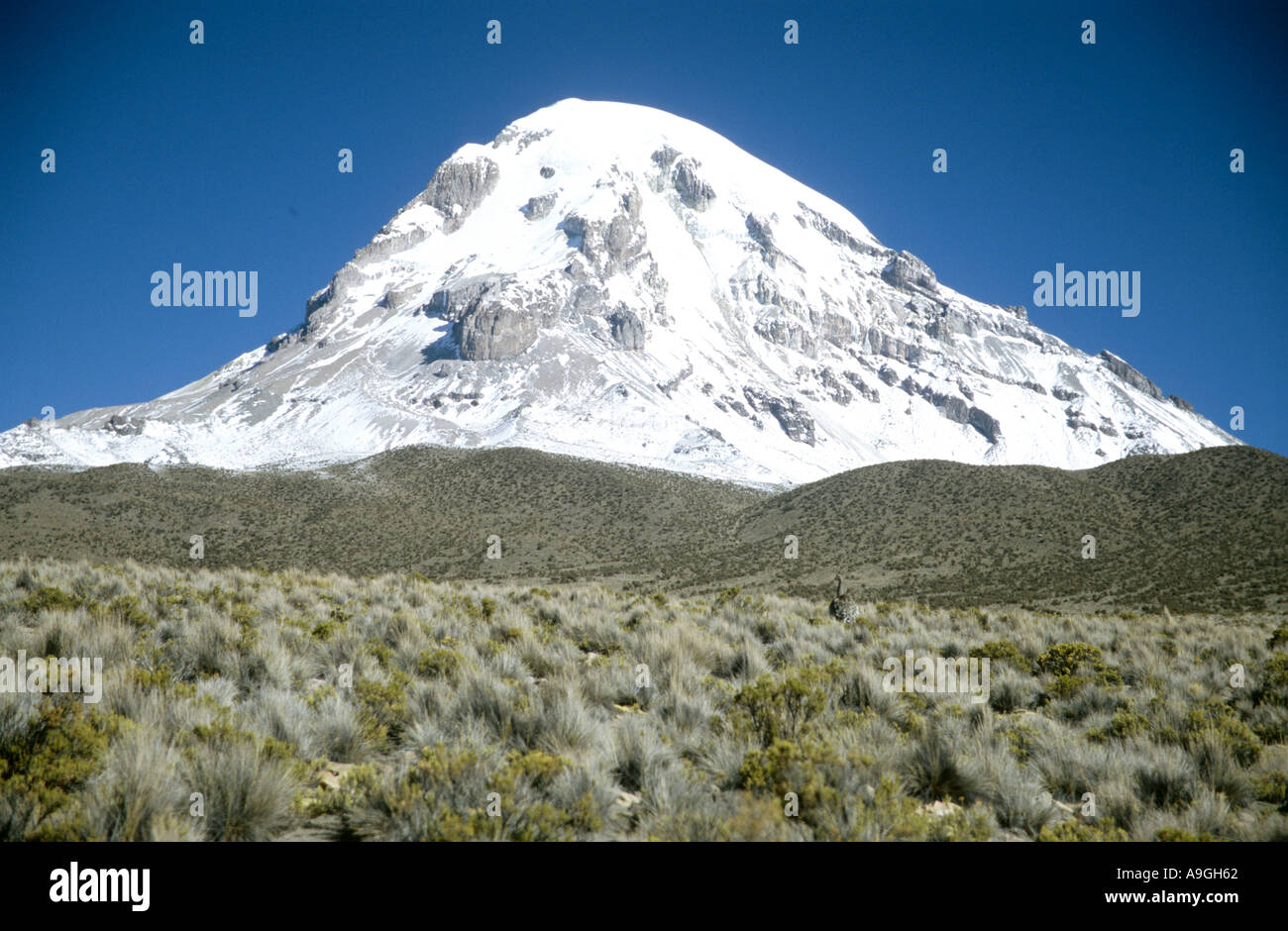 volcano Sajama, 21463 ft., highest Bolivian mountain, with Vicunas in ...