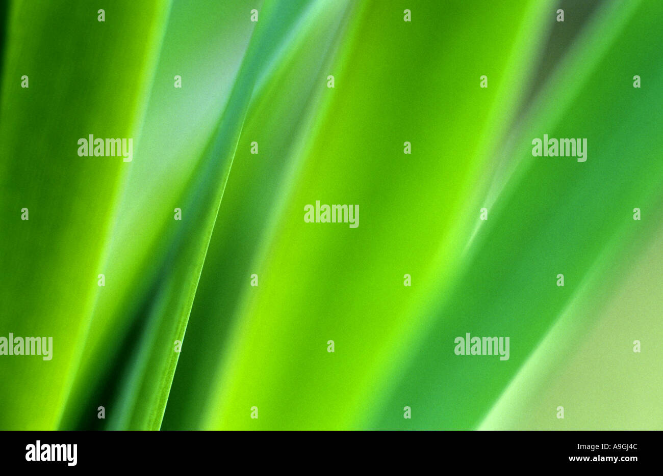 Siberian iris (Iris sibirica), detail of the leaves, Italy, Suedtirol ...