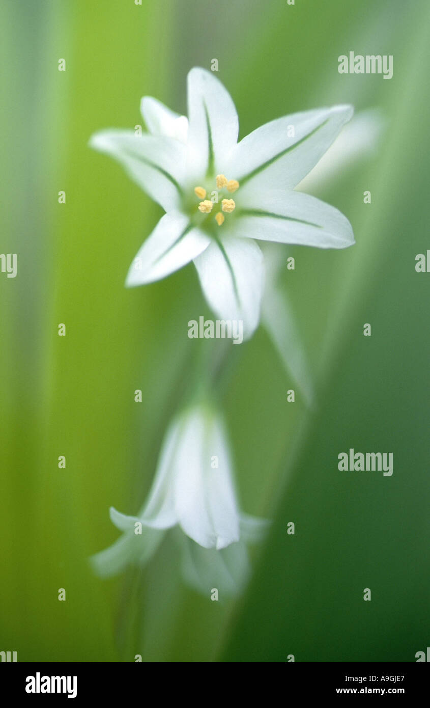 Three cornered leek allium triquetrum hi-res stock photography and ...