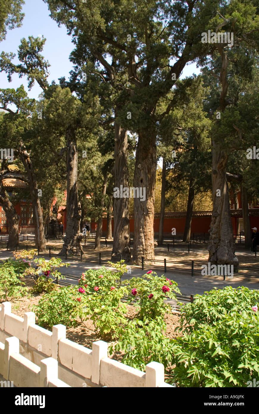 Imperial Palace Museum (Forbidden City), garden cypress trees, Beijing ...