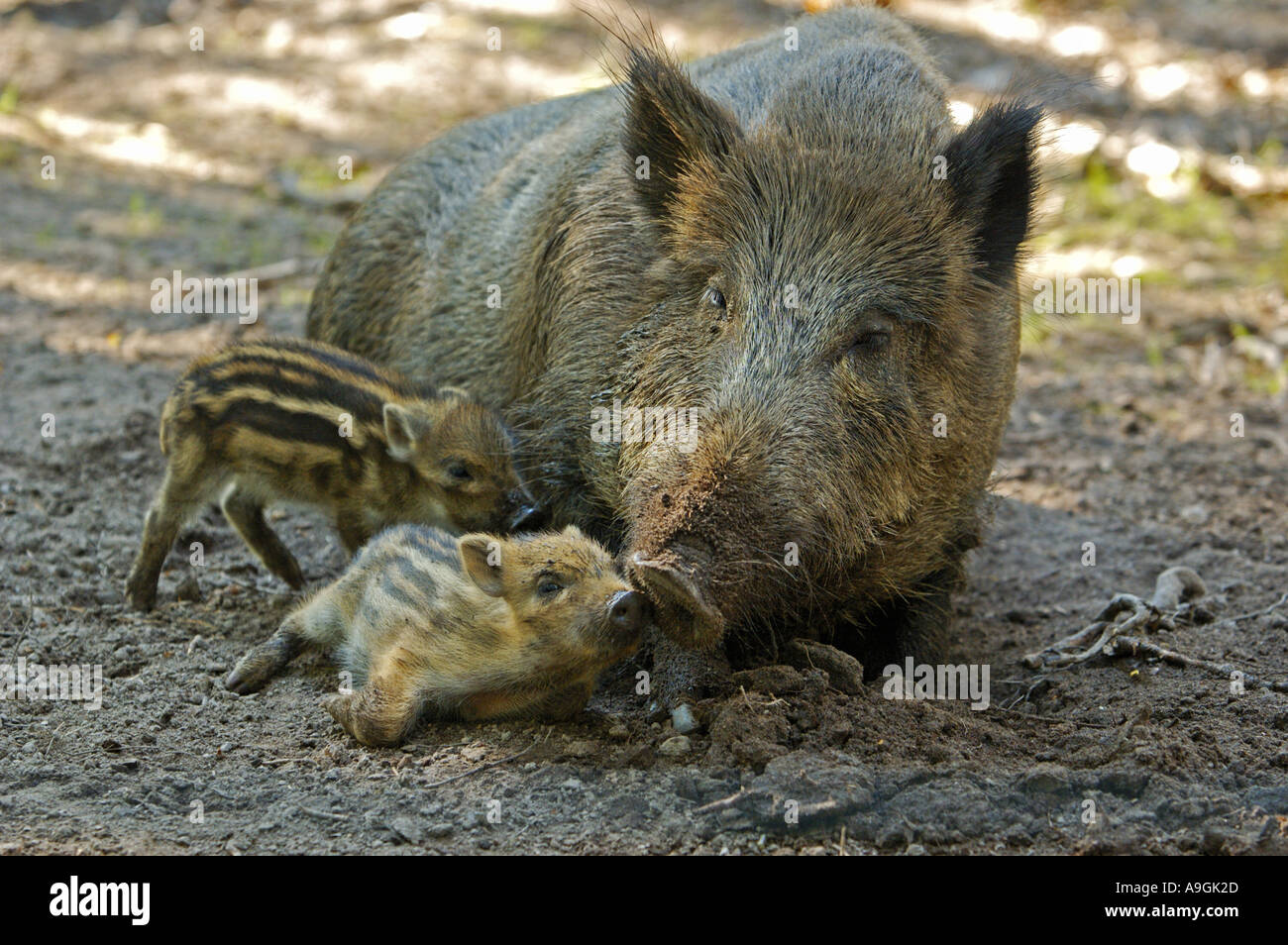 Soil belly hi-res stock photography and images - Alamy