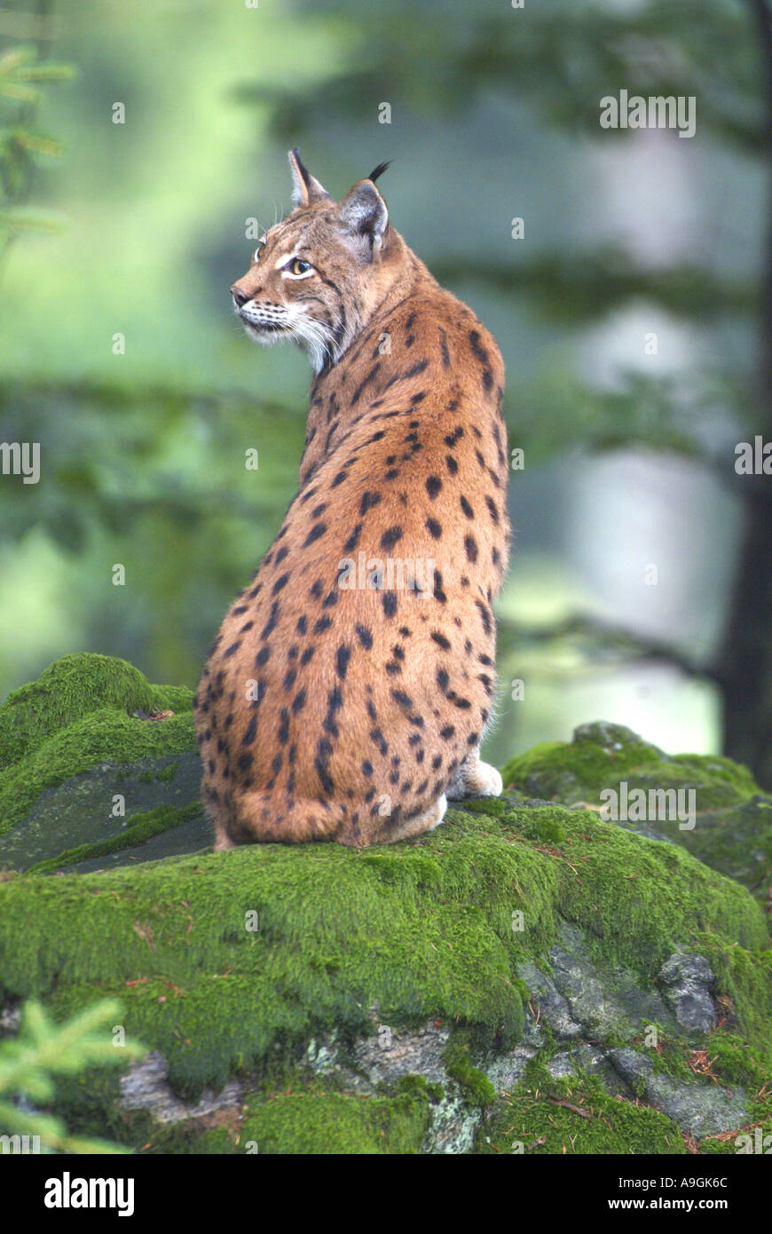 Eurasian lynx (Lynx lynx), sitting lynx is looking back, rear view ...