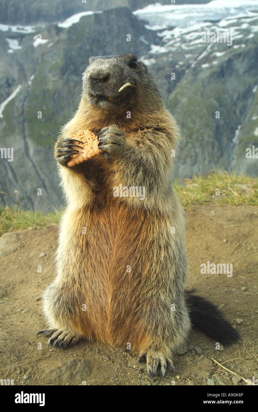 Abnormalities Of Teeth High Resolution Stock Photography and Images - Alamy