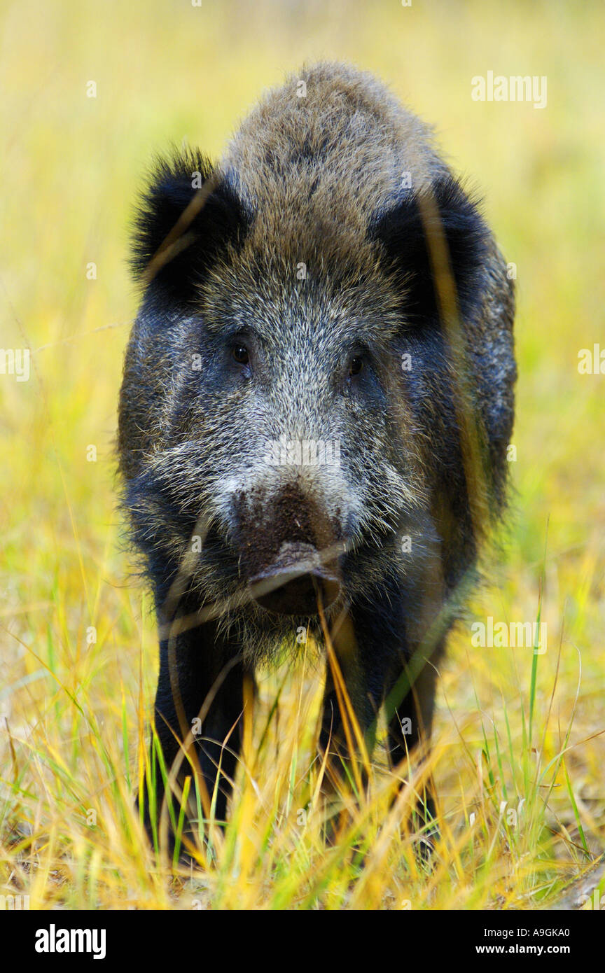 Boar spears hi-res stock photography and images - Alamy