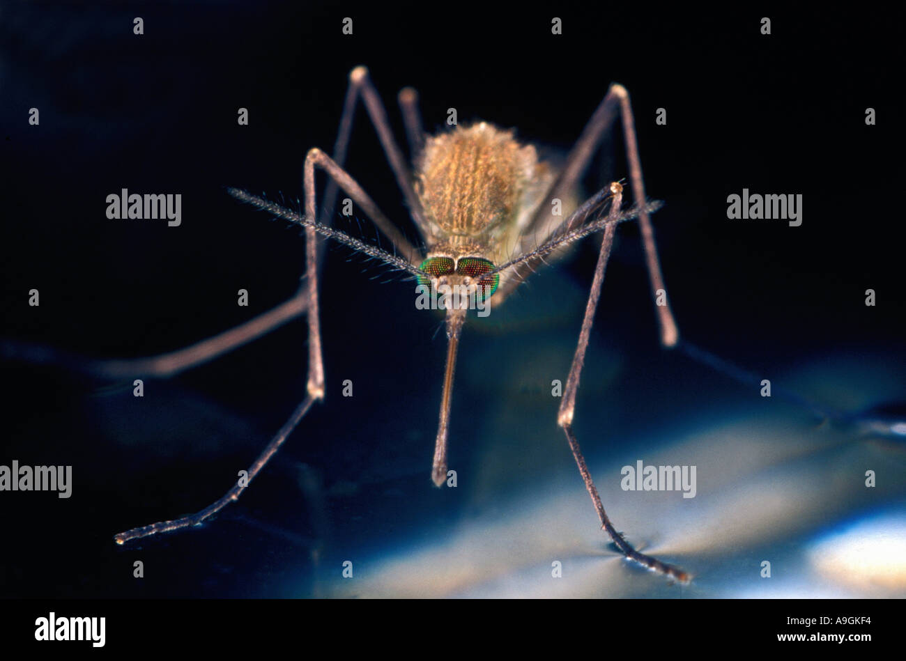 house mosquito, northern common house mosquito, common gnat, house gnat ...