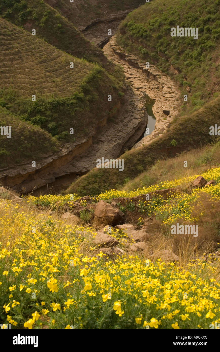 Yellow Welcome Spring flowers on loess plateau above gorge with stream ...
