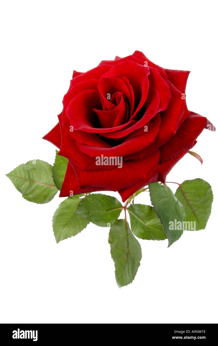 red rose (Rosa spec.), red rose single blossom with leaves Stock Photo ...