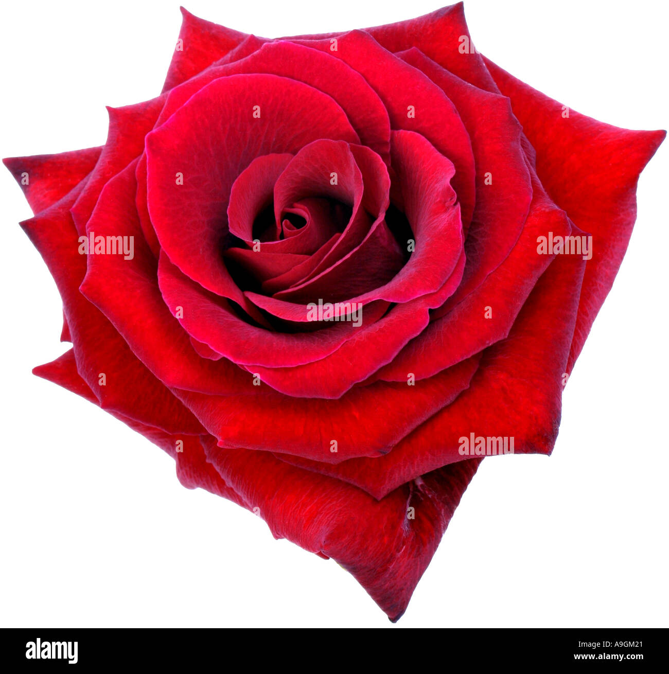 red rose (Rosa spec.), flower Stock Photo - Alamy