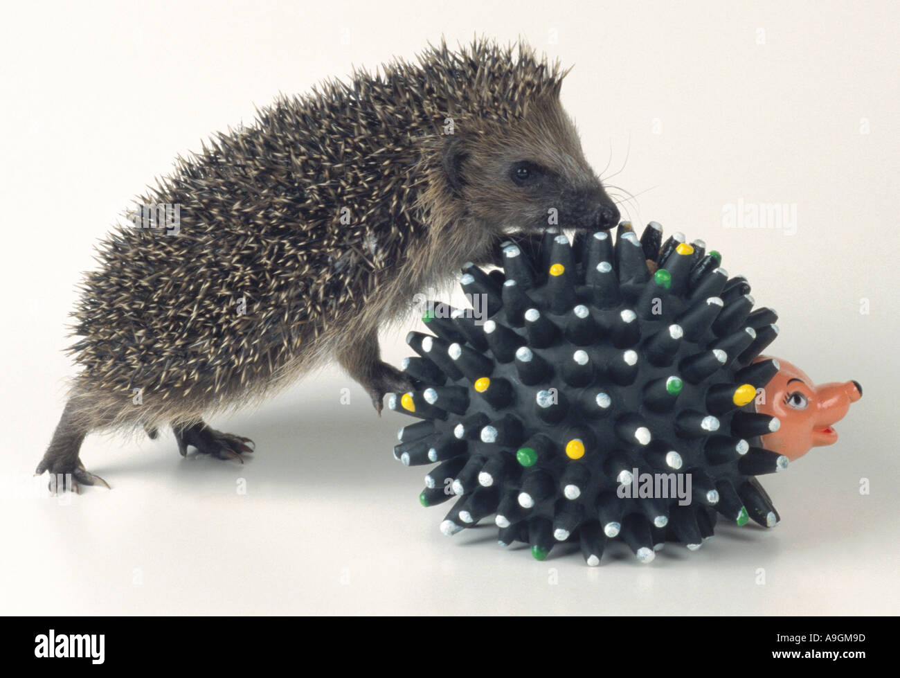 western hedgehog, European hedgehog (Erinaceus europaeus), young ...