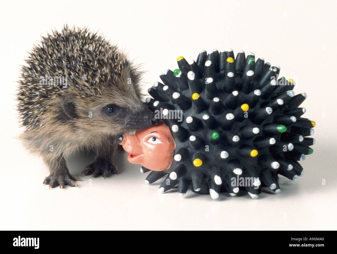 western hedgehog, European hedgehog (Erinaceus europaeus), young ...