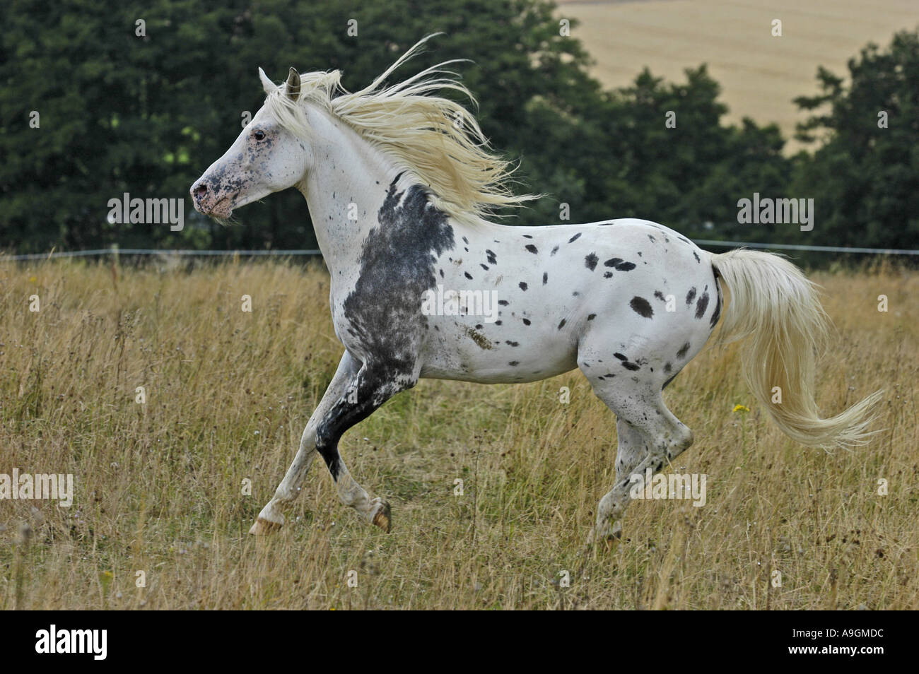 Appaloosa pure-bred Arab horse (Equus przewalskii f. caballus ...