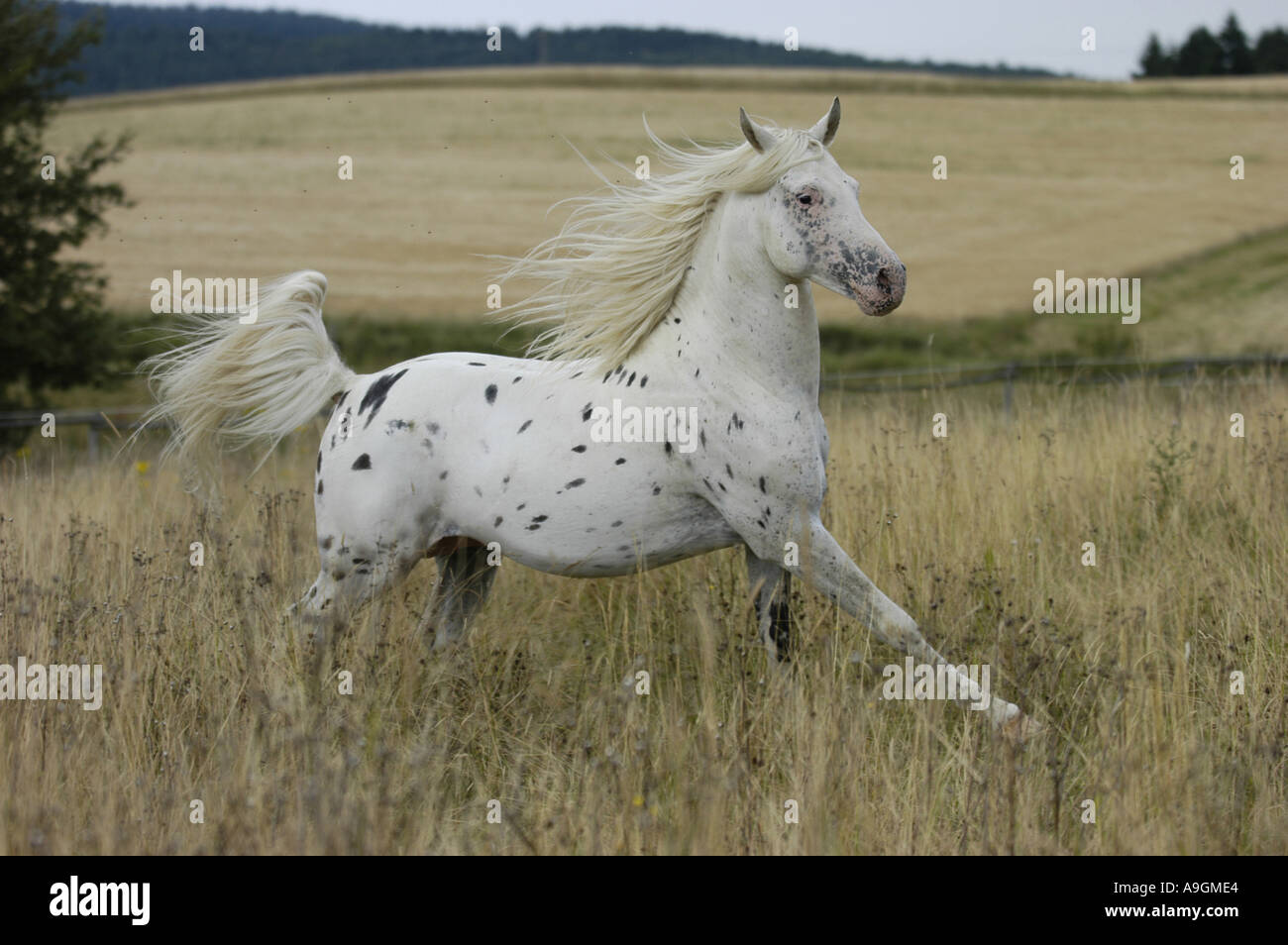 Appaloosa pure-bred Arab horse (Equus przewalskii f. caballus ...