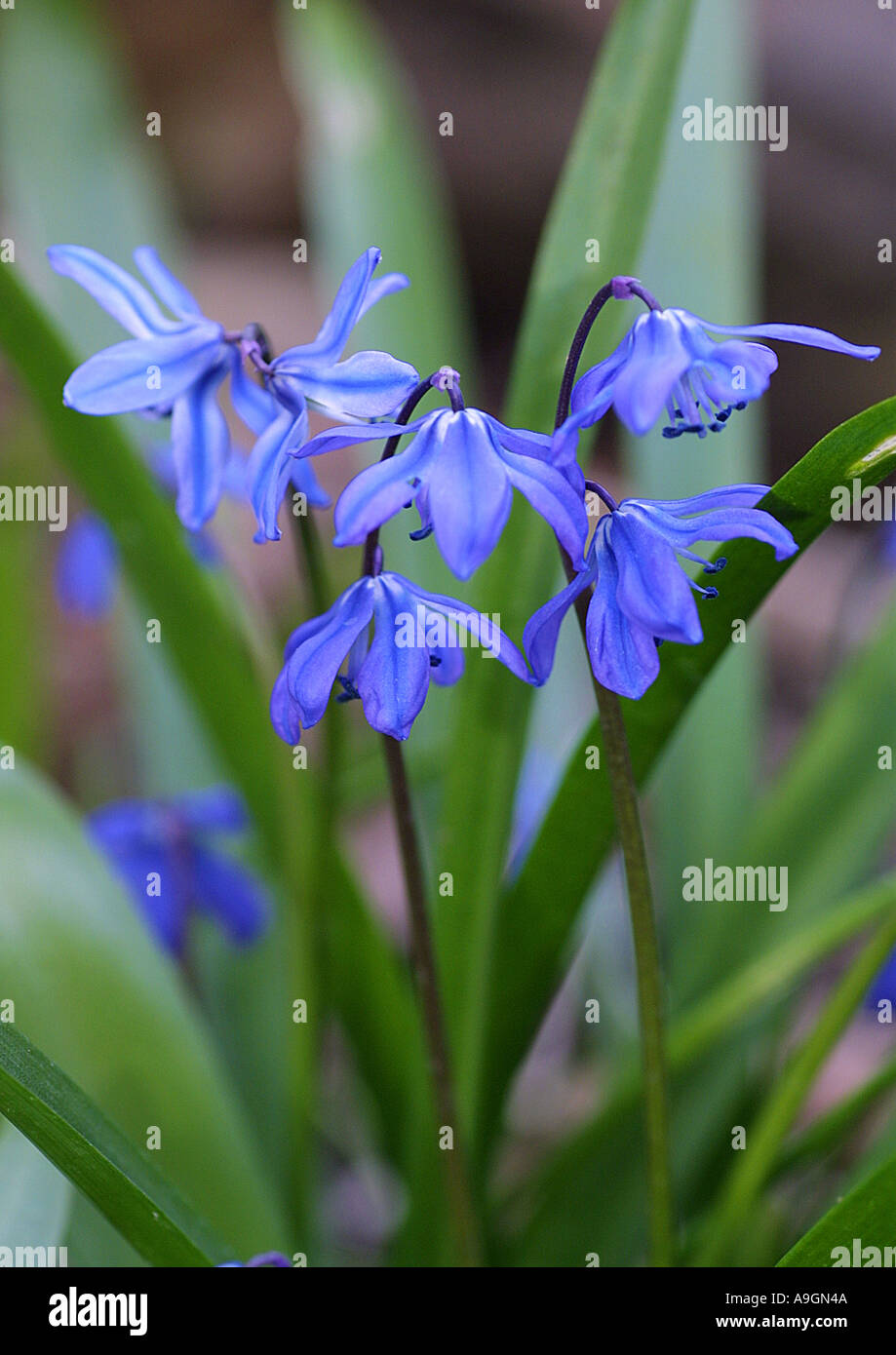 Siberian scilla, Siberian squill (Scilla siberica), blooming Stock ...