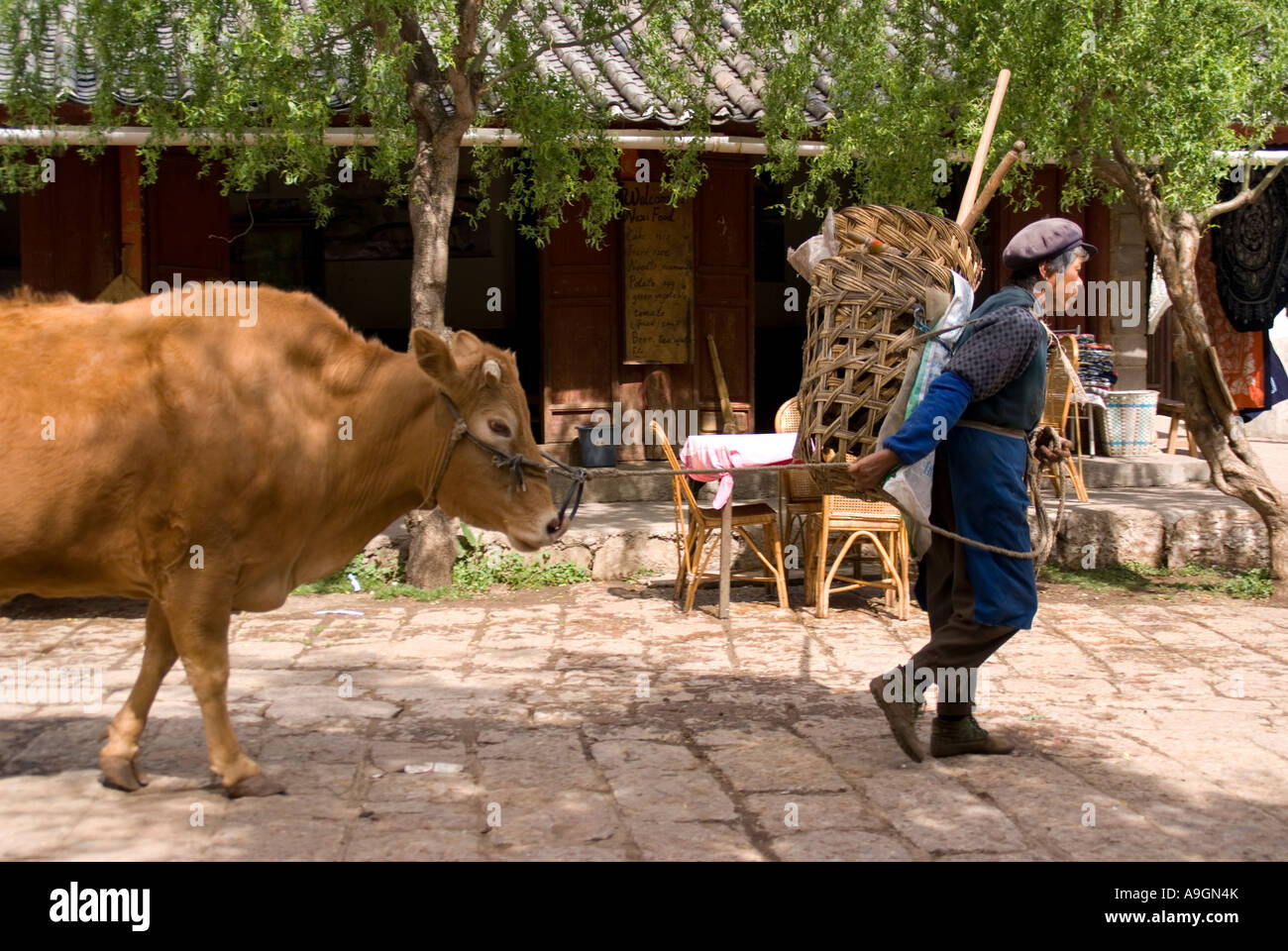 Farm woman leading cow through Baisha Village near Lijiang, Yunnan ...
