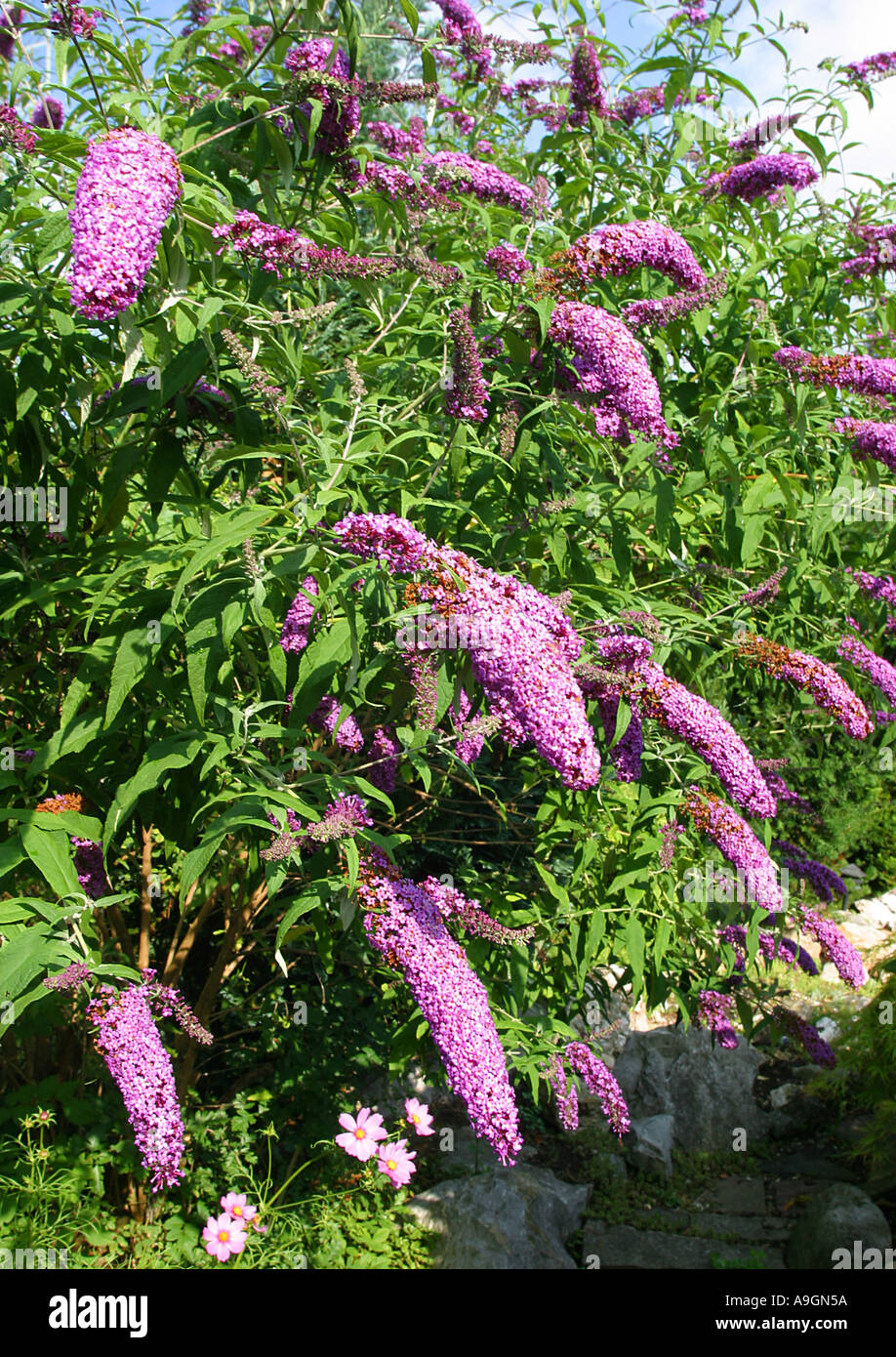orange eye butterfly bush, violet butterfly bush (Buddleja davidii ...