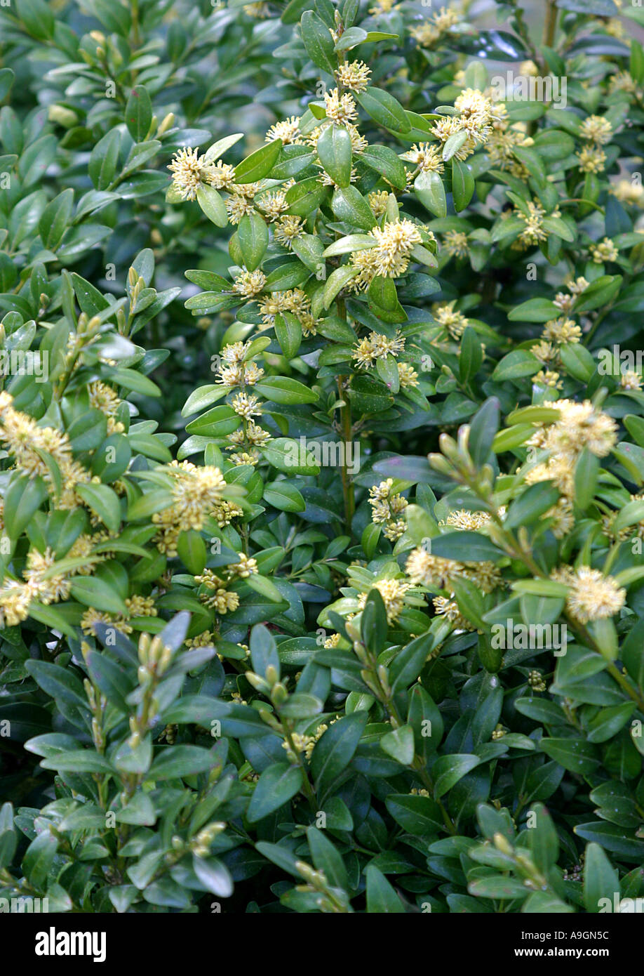 common box, boxwood (Buxus sempervirens), blooming plant Stock Photo ...
