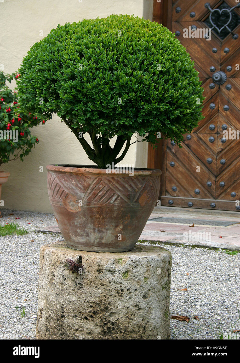 common box, boxwood (Buxus sempervirens), potted plant Stock Photo - Alamy