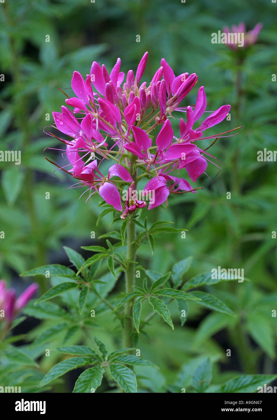 spider flower (Cleome spinosa), blooming Stock Photo - Alamy