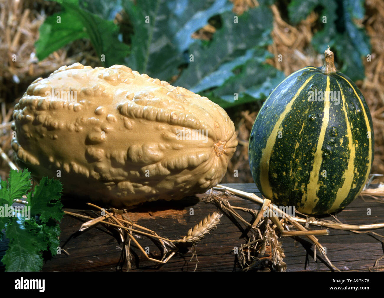 ornamental pumpkin (Cucurbita pepo convar. microcarpina), ripe fruits ...