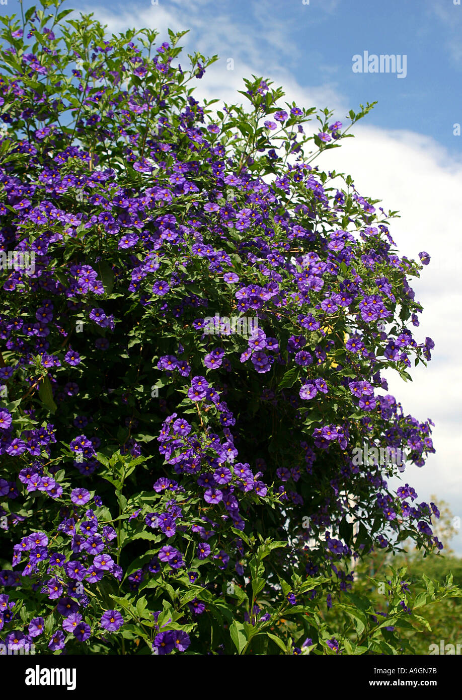 blue solanum shrub (Solanum rantonnetii, Lycianthes rantonnetii ...