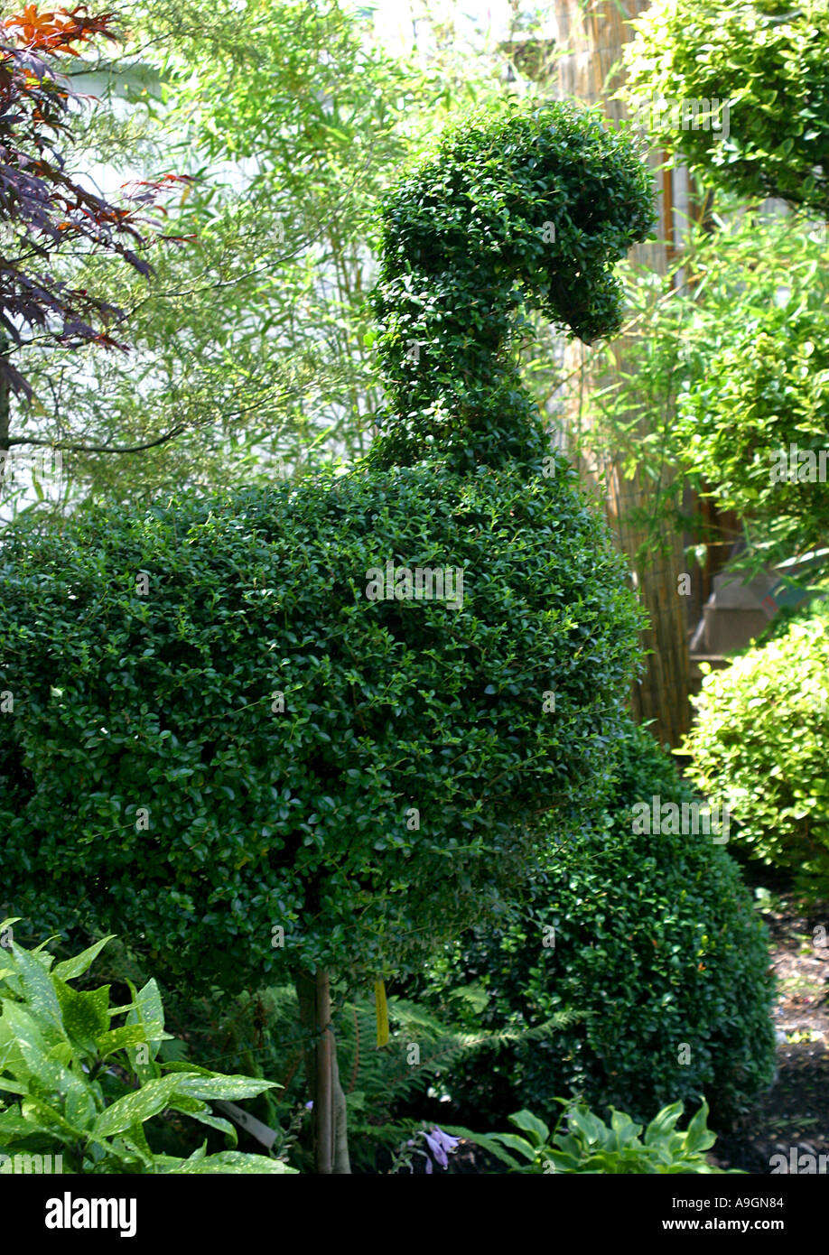Topiary birds hi-res stock photography and images - Alamy