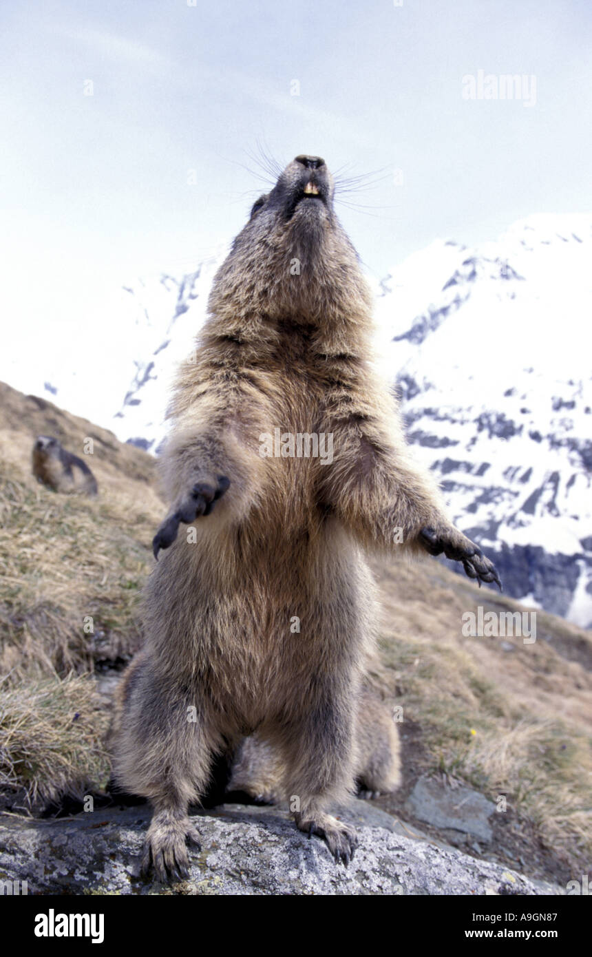 alpine marmot (Marmota marmota), sitting on hind legs, with ...