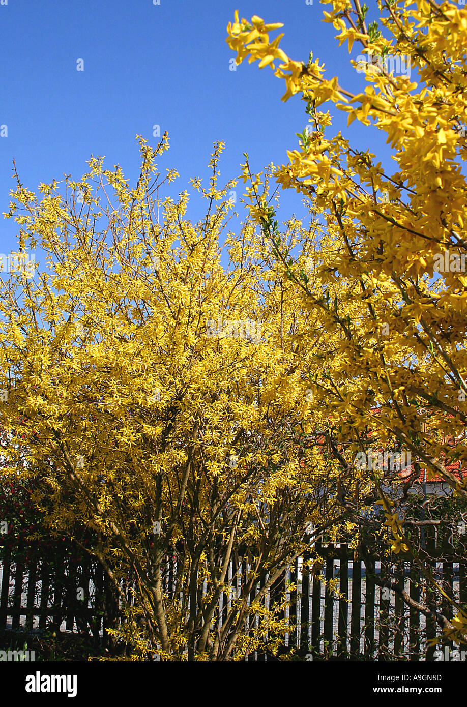 common forsythia (Forsythia x intermedia, Forsythia intermedia ...